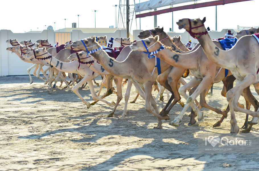 ILoveQatar.net | How robot jockeys revolutionize camel racing in Qatar!