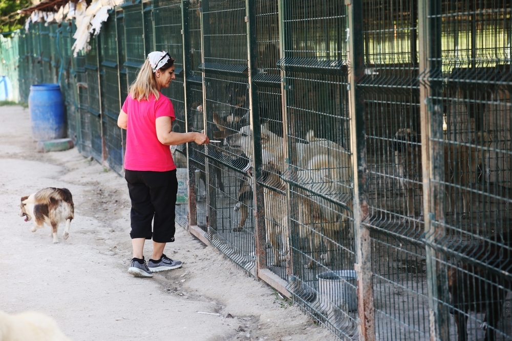 ILoveQatar.net | Everything you should know about pet adoption in Qatar