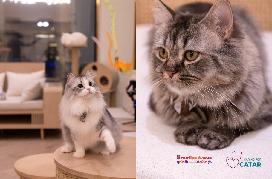 ILoveQatar.net | Caring for CATar Community Event for Animal Welfare ...