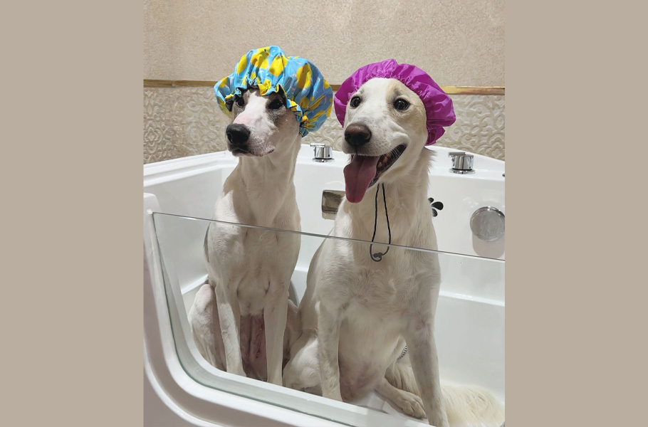 ILoveQatar.net | Pet grooming places in Qatar