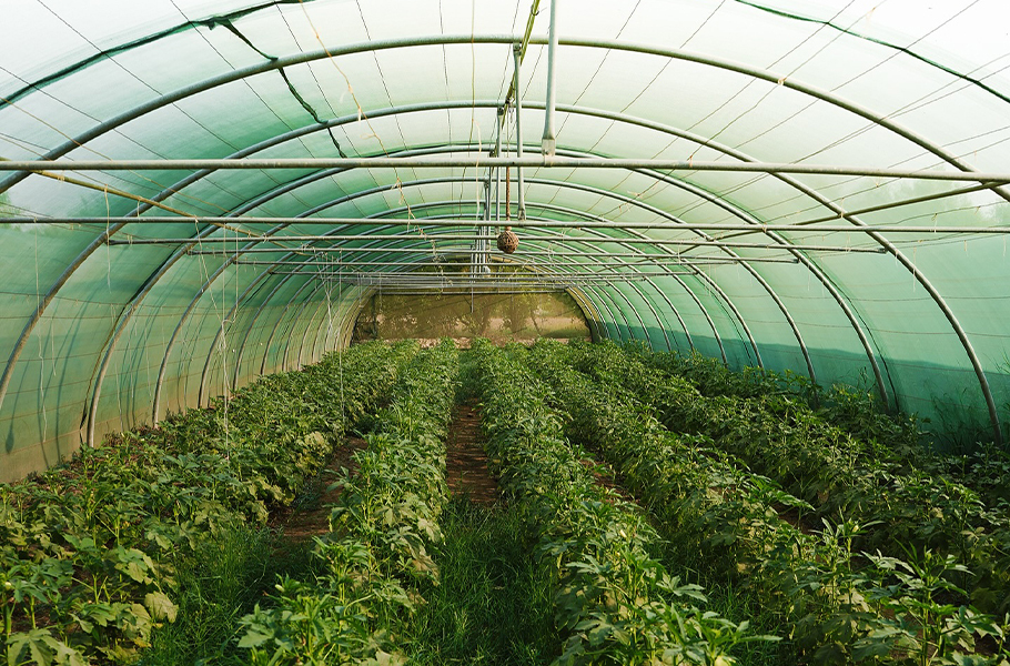 ILoveQatar.net | Organic vegetable farms and markets in Qatar