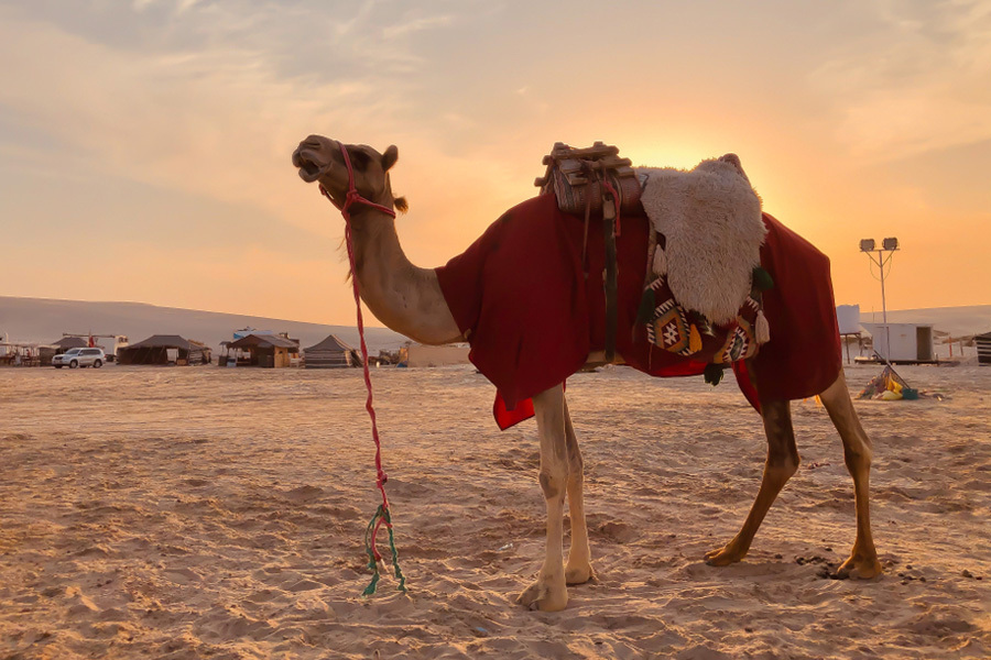ILoveQatar.net | Where to find camel rides in Qatar