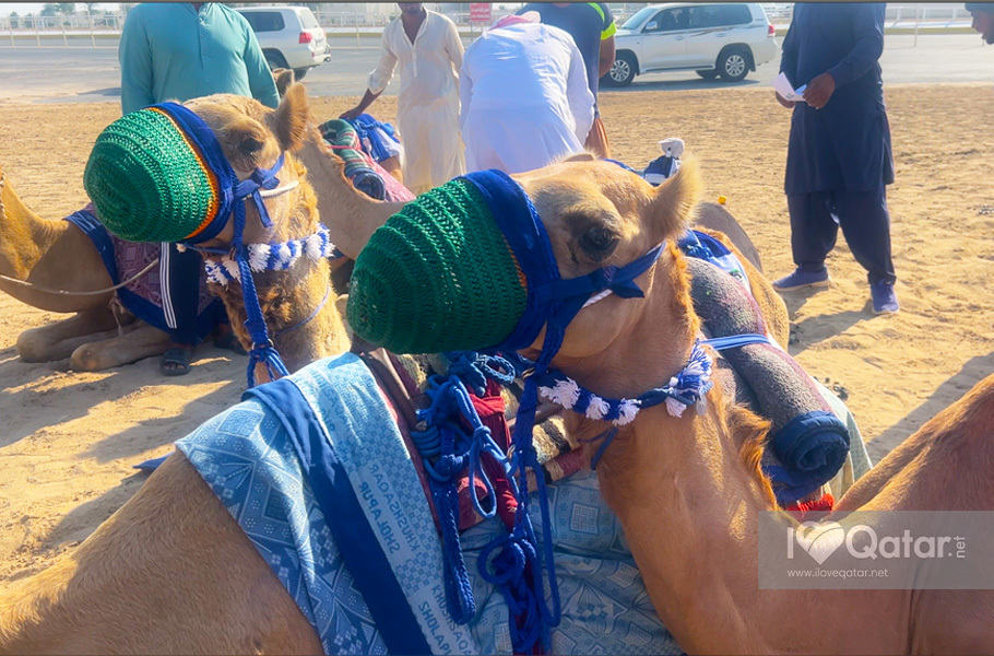 ILoveQatar.net | How robot jockeys revolutionize camel racing in Qatar!