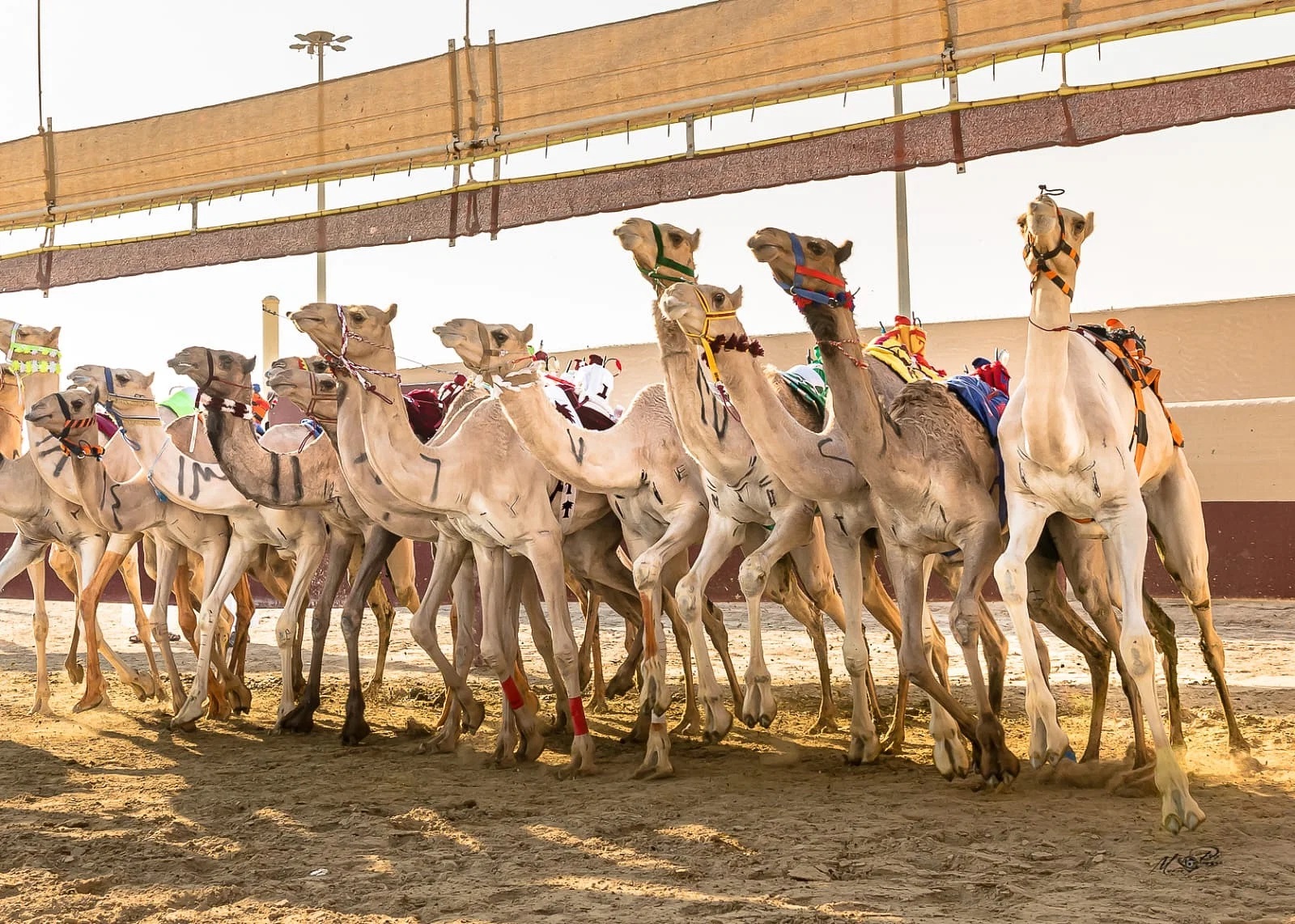 ILoveQatar.net | Tours to book in Qatar
