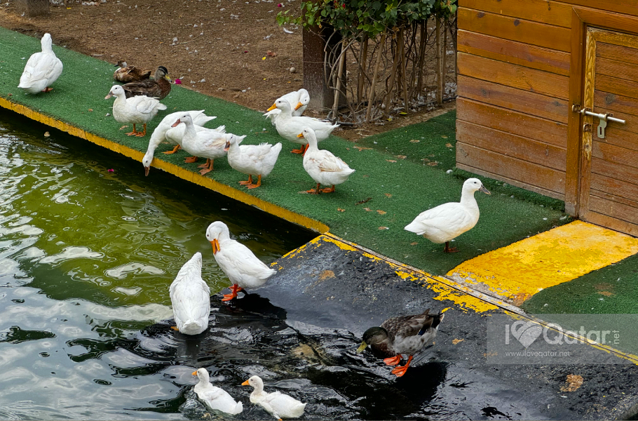 ILoveQatar.net | What to check out at Duck Lake in The Pearl Island