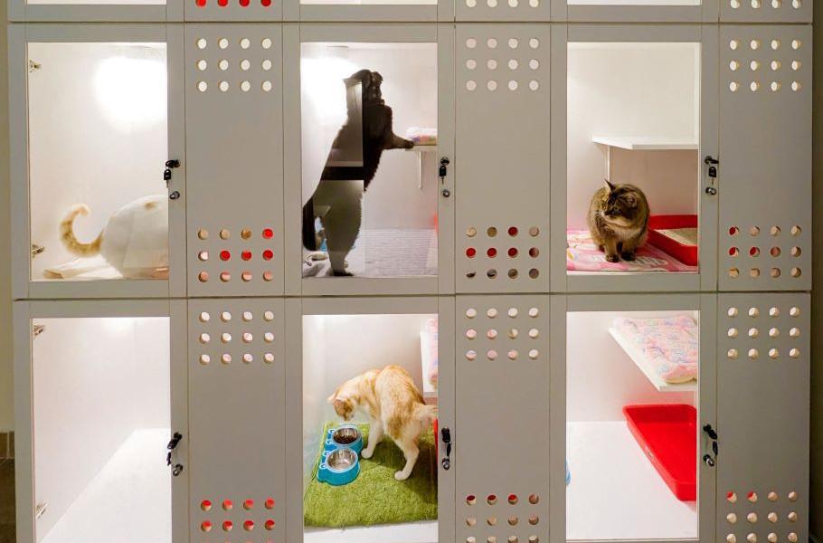 ILoveQatar.net | Here's where to leave your pets in Qatar when you go ...