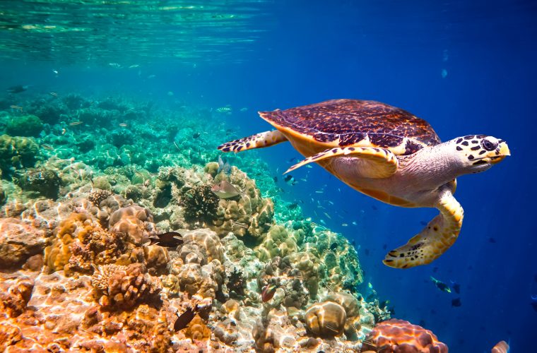 ILoveQatar.net | Qatar protects the endangered Hawksbill turtle