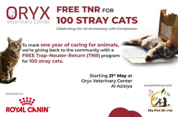 ILoveQatar.net | Free TNR Program – Sterilizing 100 Stray Cats | Oryx ...