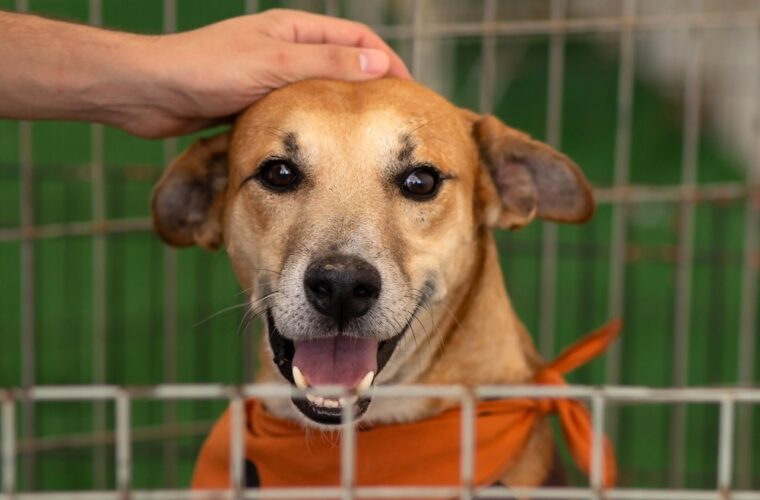 ILoveQatar.net | Paws for Hope