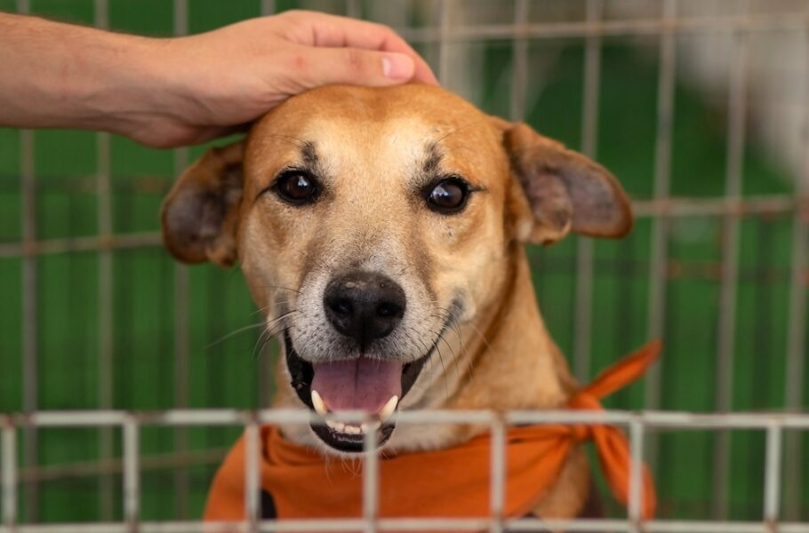 ILoveQatar.net | Paws for Hope