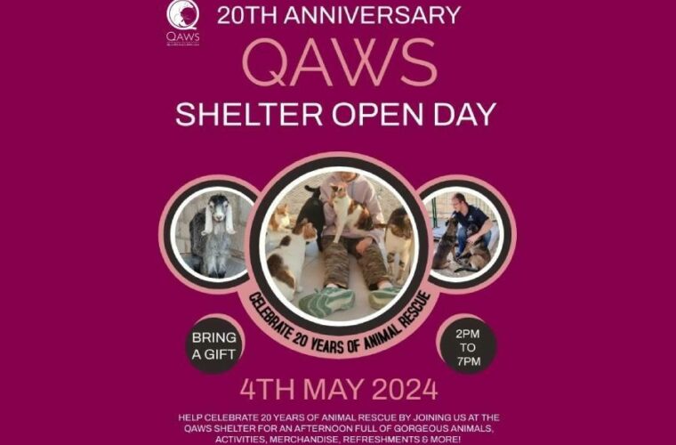 ILoveQatar.net | QAWS 20th Anniversary Shelter Open Day