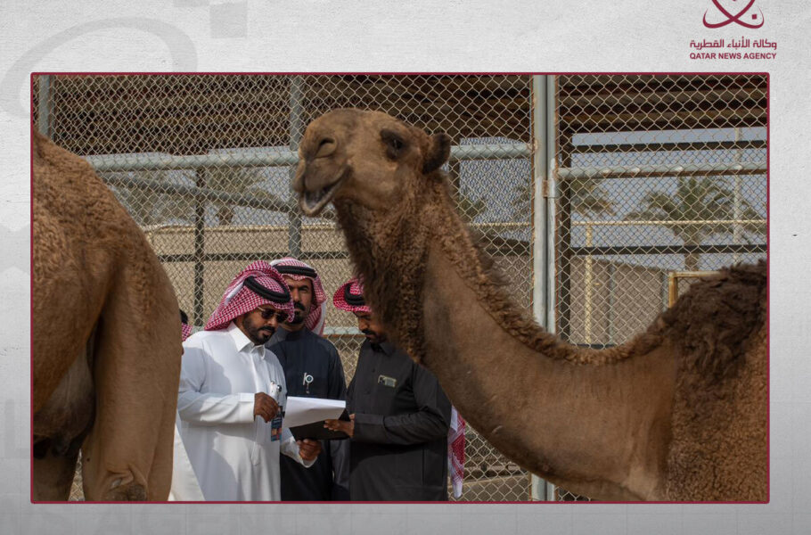 ILoveQatar.net | Qatar Camel Festival 2026