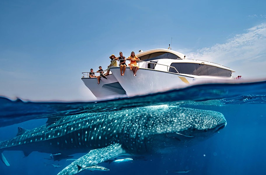 ILoveQatar.net | Whale Sharks of Qatar Tour 2025