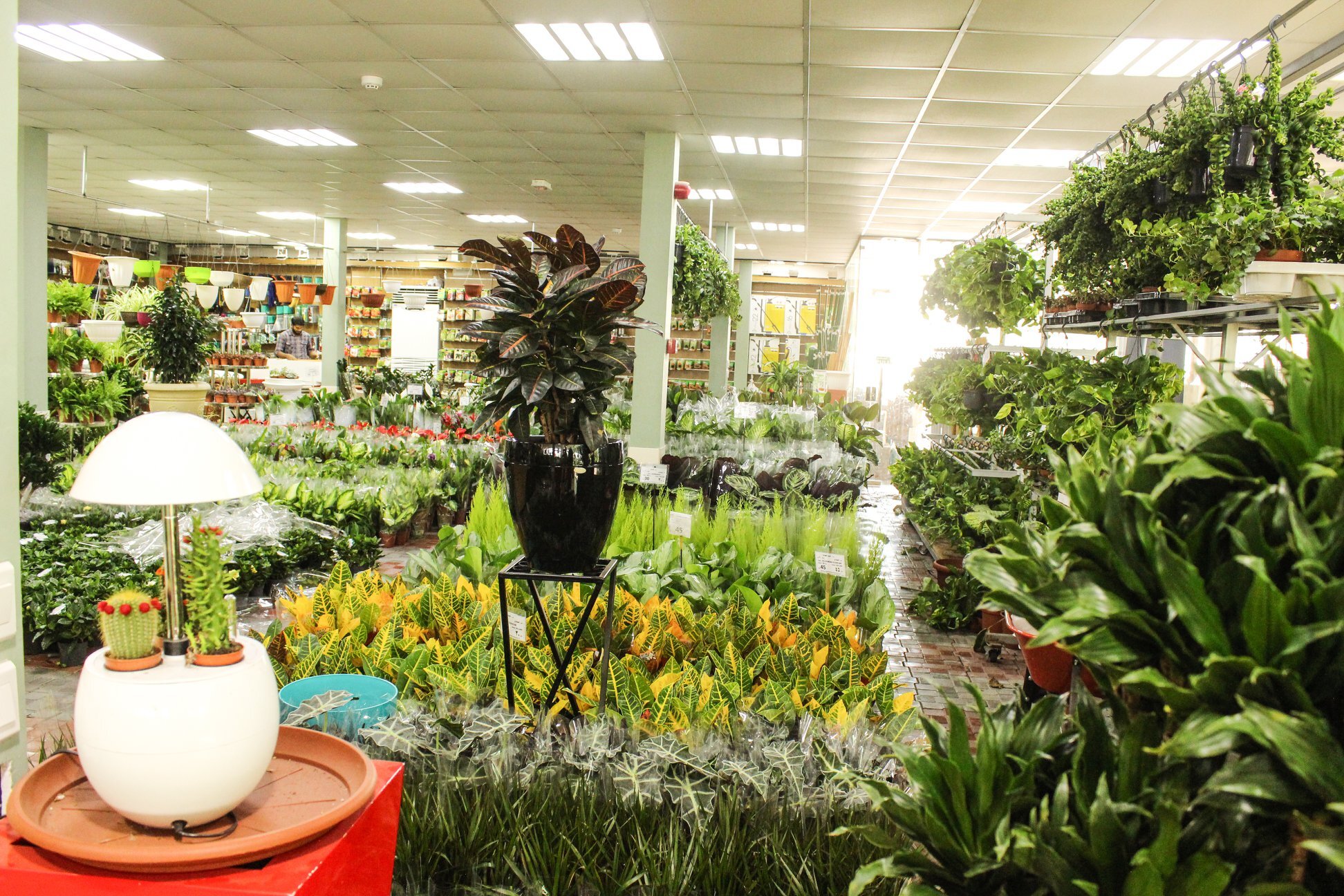 ILoveQatar.net | Explore Abu Hamour's plant nursery district, a hidden ...