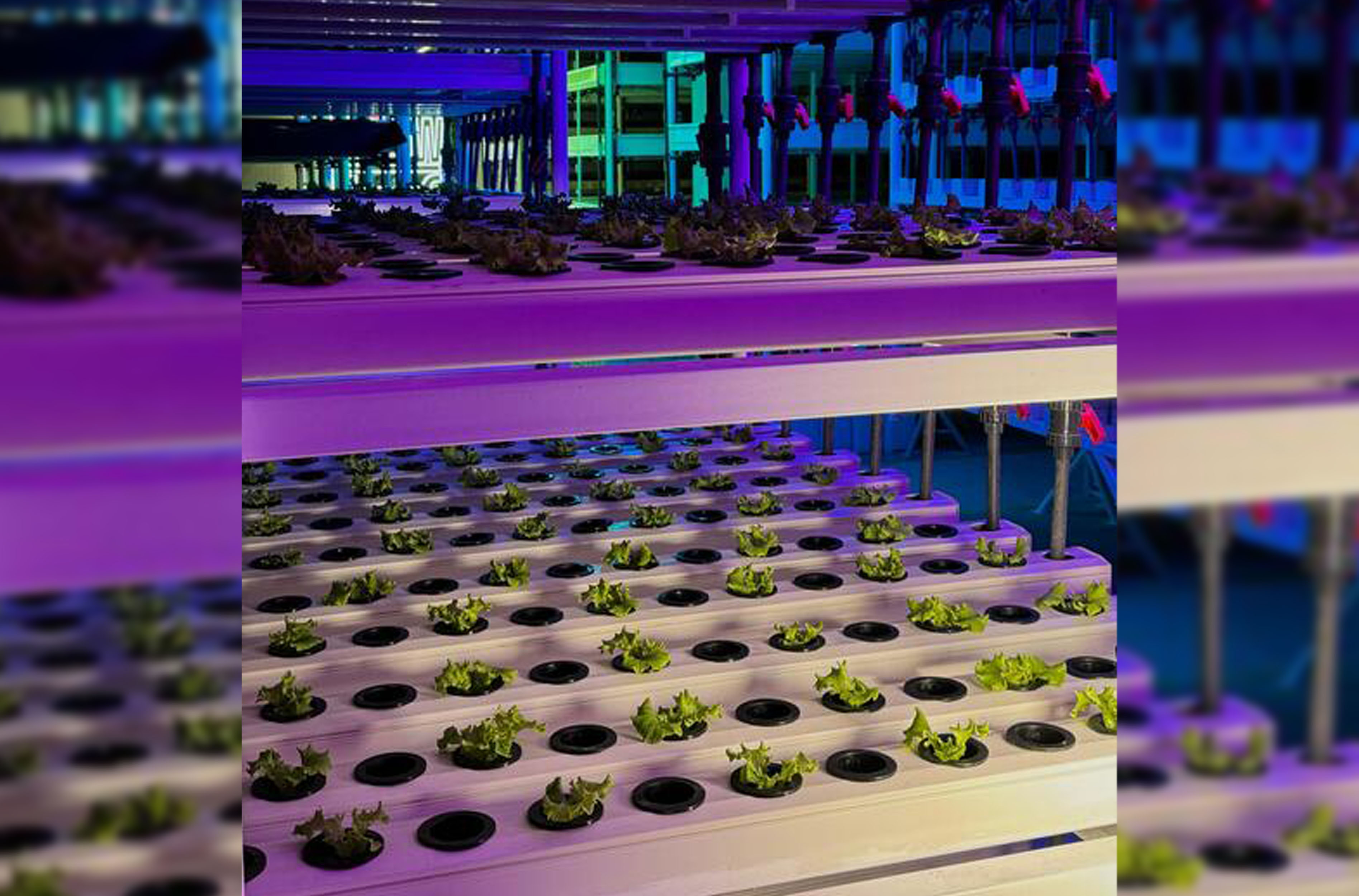 ILoveQatar.net | Flow Farms: Qatar’s largest hydroponic vertical farm revolutionizes sustainable ...