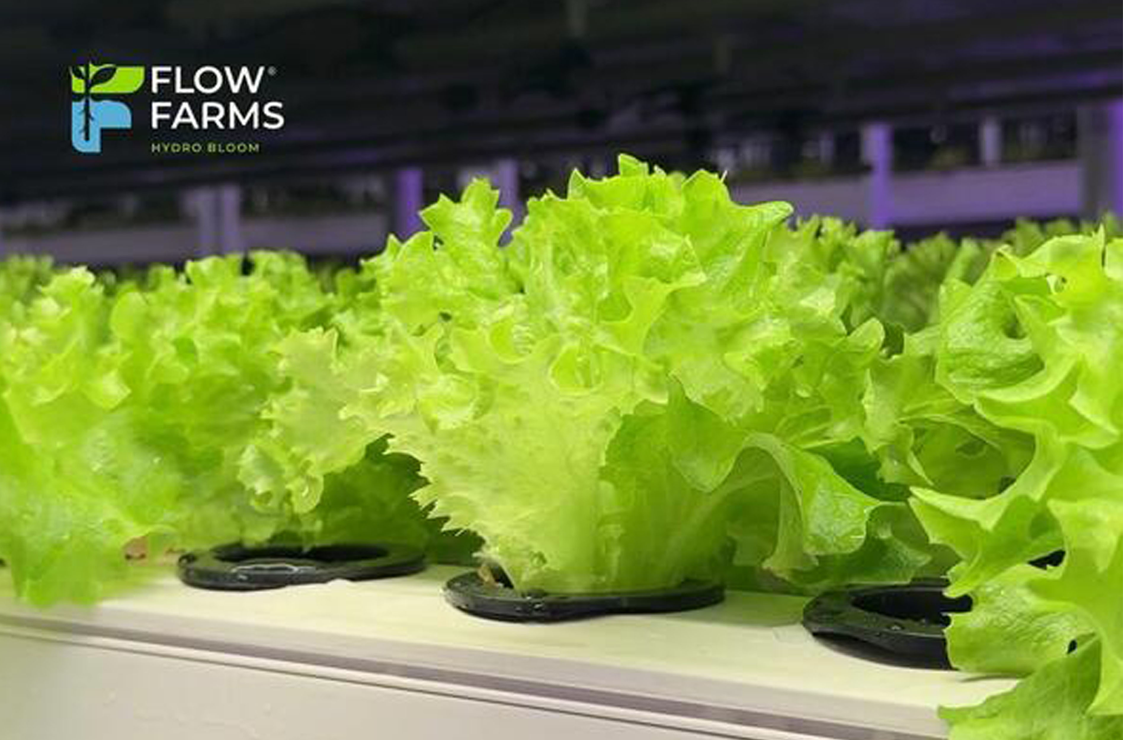 ILoveQatar.net | Flow Farms: Qatar’s largest hydroponic vertical farm revolutionizes sustainable ...