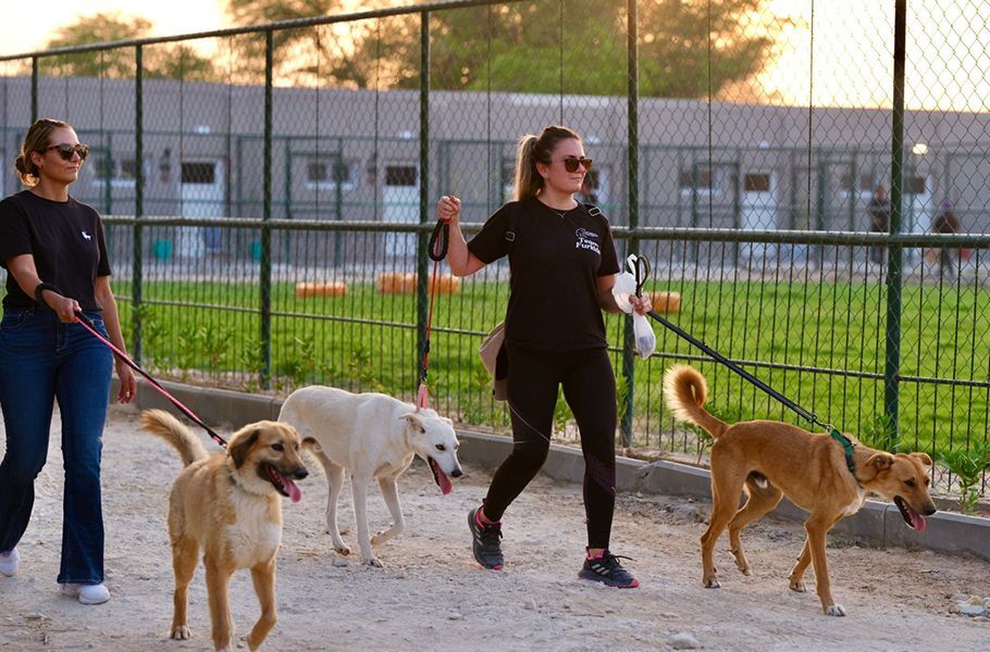 ILoveQatar.net | Creating a happy animal shelter in Qatar: The story of ...