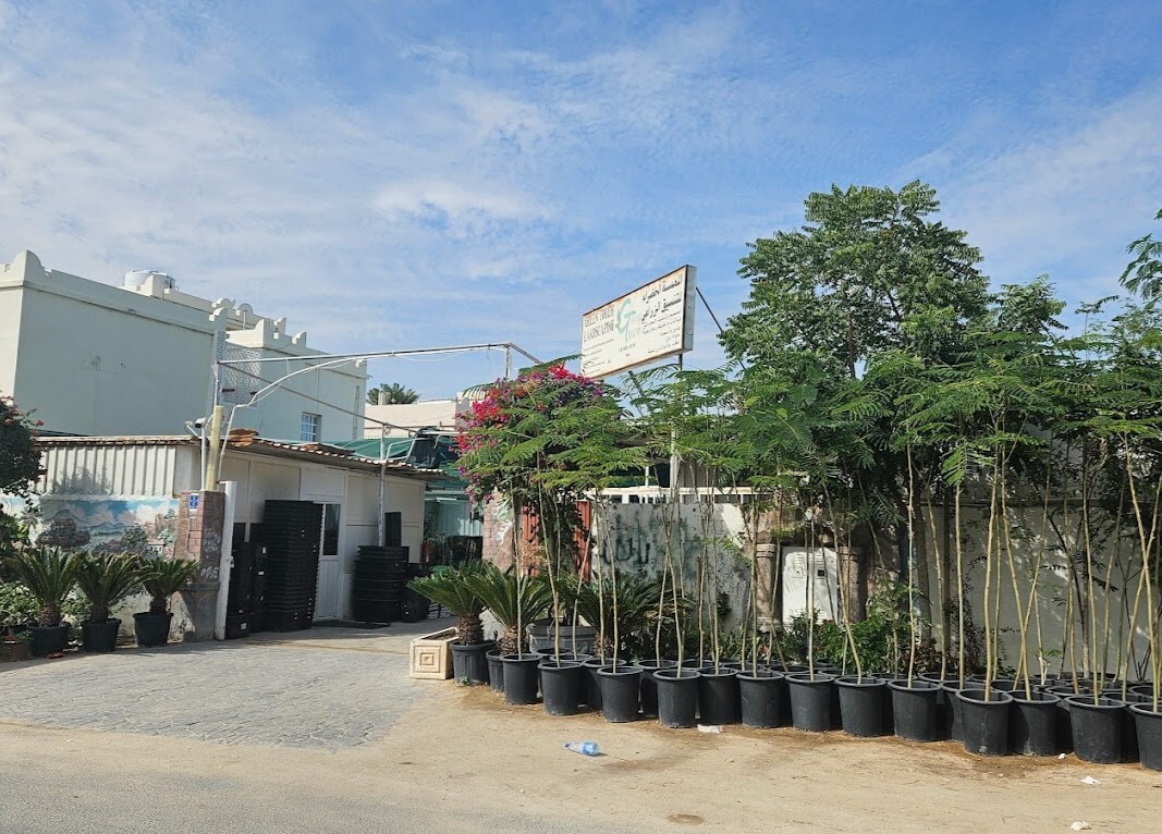 ILoveQatar.net | Explore Abu Hamour's plant nursery district, a hidden gem in Doha