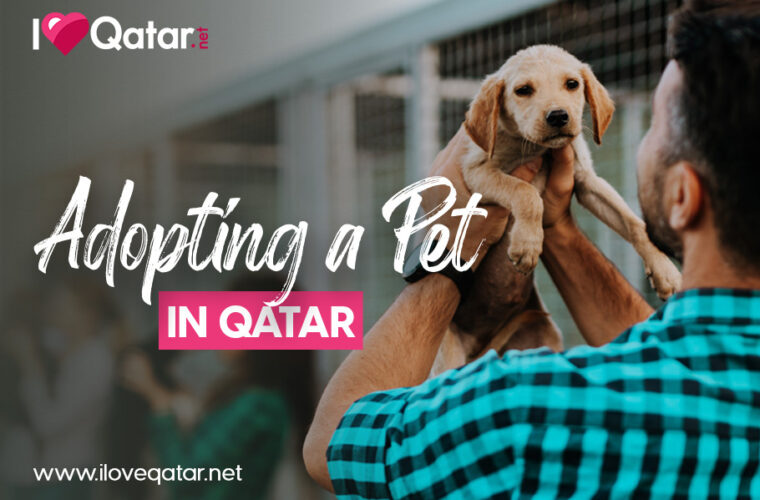 ILoveQatar.net | Everything you should know about pet adoption in Qatar