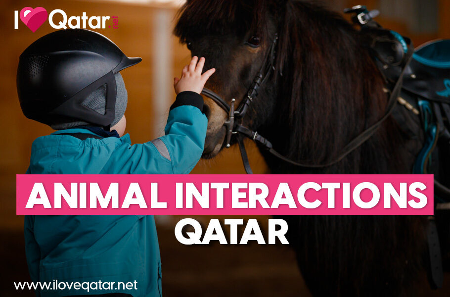 ILoveQatar.net | Where to find animal interactions in Qatar