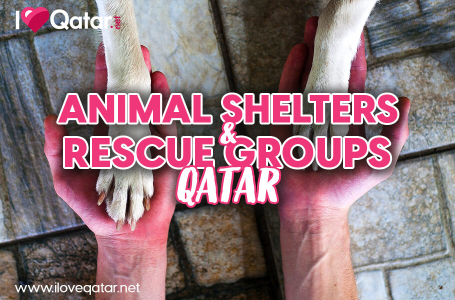ILoveQatar.net | Animal shelters & rescue groups in Qatar