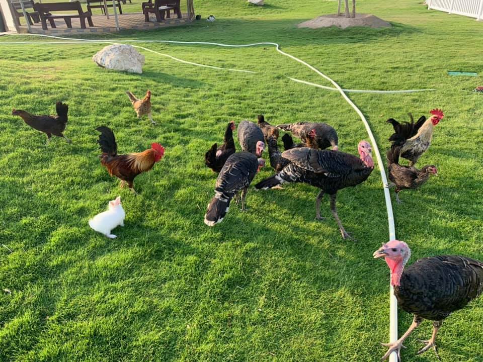 ILoveQatar.net | Farms and nature reserves to visit in Qatar