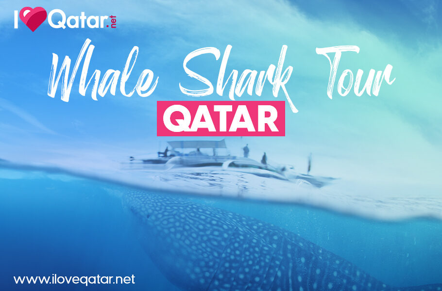 ILoveQatar.net | All you need to know about the Whale Sharks of Qatar ...