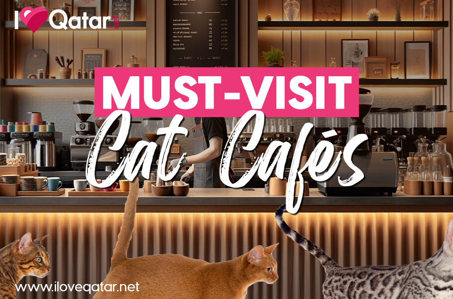 ILoveQatar.net | Cat cafés to visit in Qatar