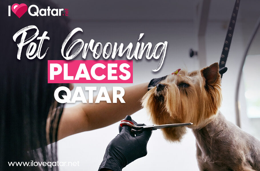 ILoveQatar.net | Pet grooming places in Qatar