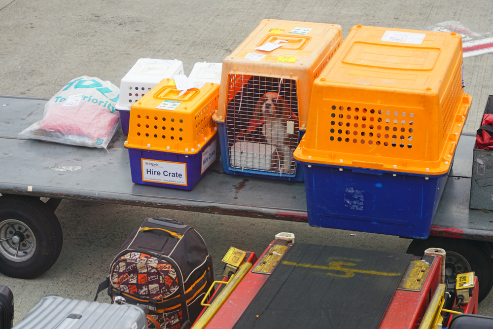 ILoveQatar.net | How to relocate your pet from Qatar