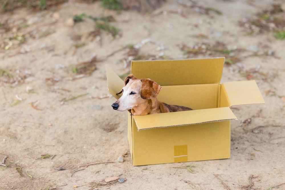 ILoveQatar.net | How to relocate your pet from Qatar