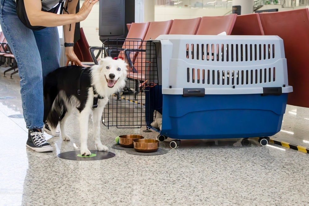 ILoveQatar.net | How to relocate your pets out of Qatar