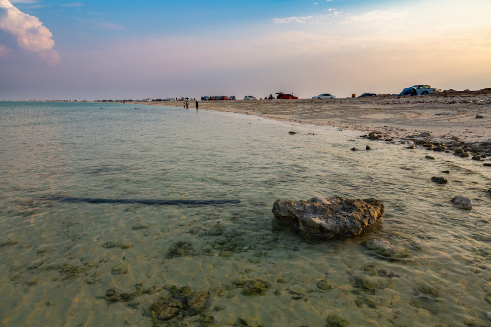 ILoveQatar.net | Hawksbill turtles in Qatar: Hatching locations ...