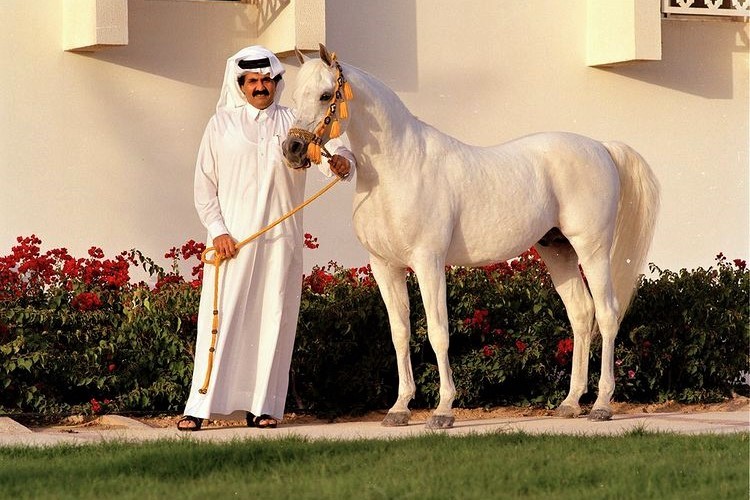 ILoveQatar.net | All about the Al Shaqab tour: meet and connect with Arabian horses!
