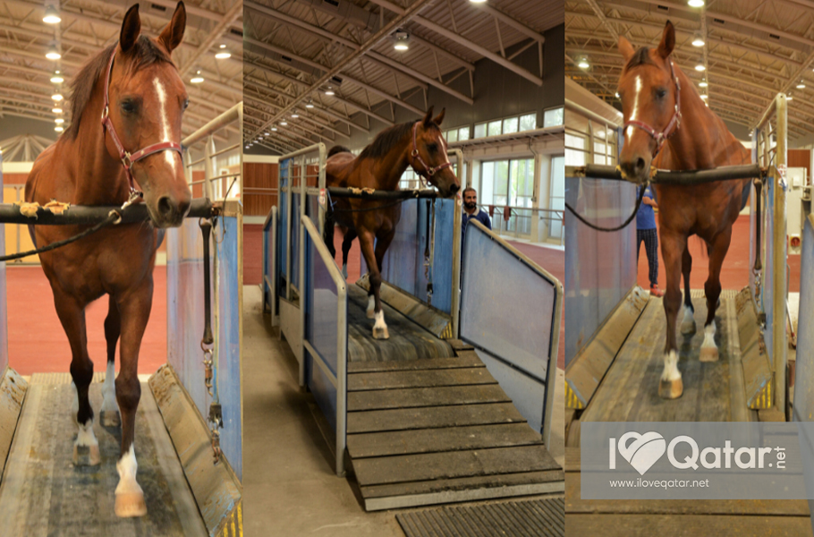 ILoveQatar.net | All about the Al Shaqab tour: meet and connect with ...