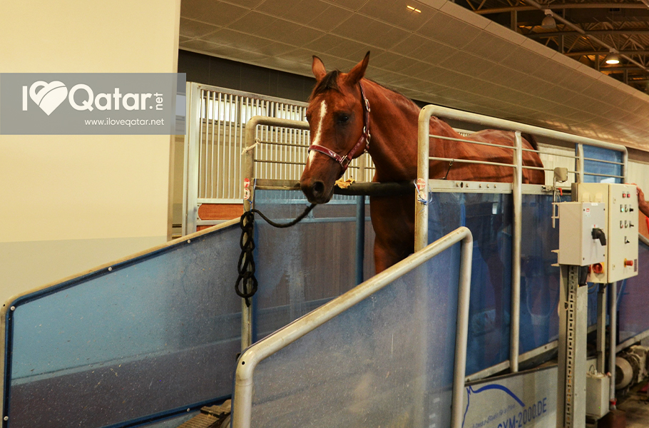 ILoveQatar.net | All about the Al Shaqab tour: meet and connect with ...