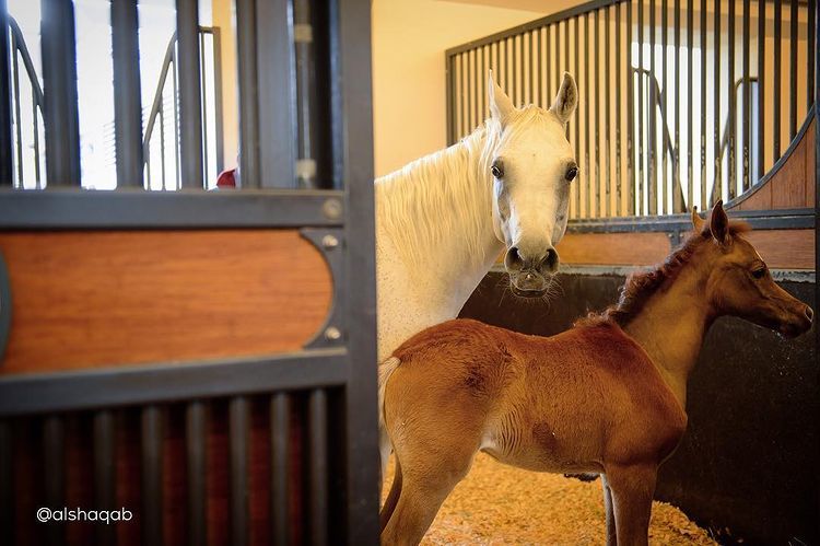 ILoveQatar.net | All about the Al Shaqab tour: meet and connect with ...