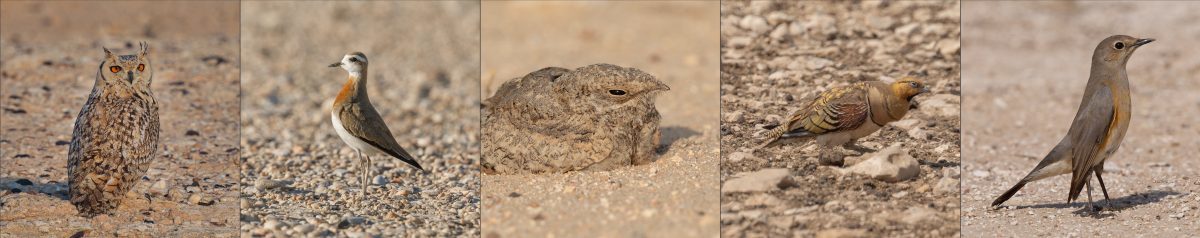 ILoveQatar.net | Top 5 nature-related things to do in Qatar