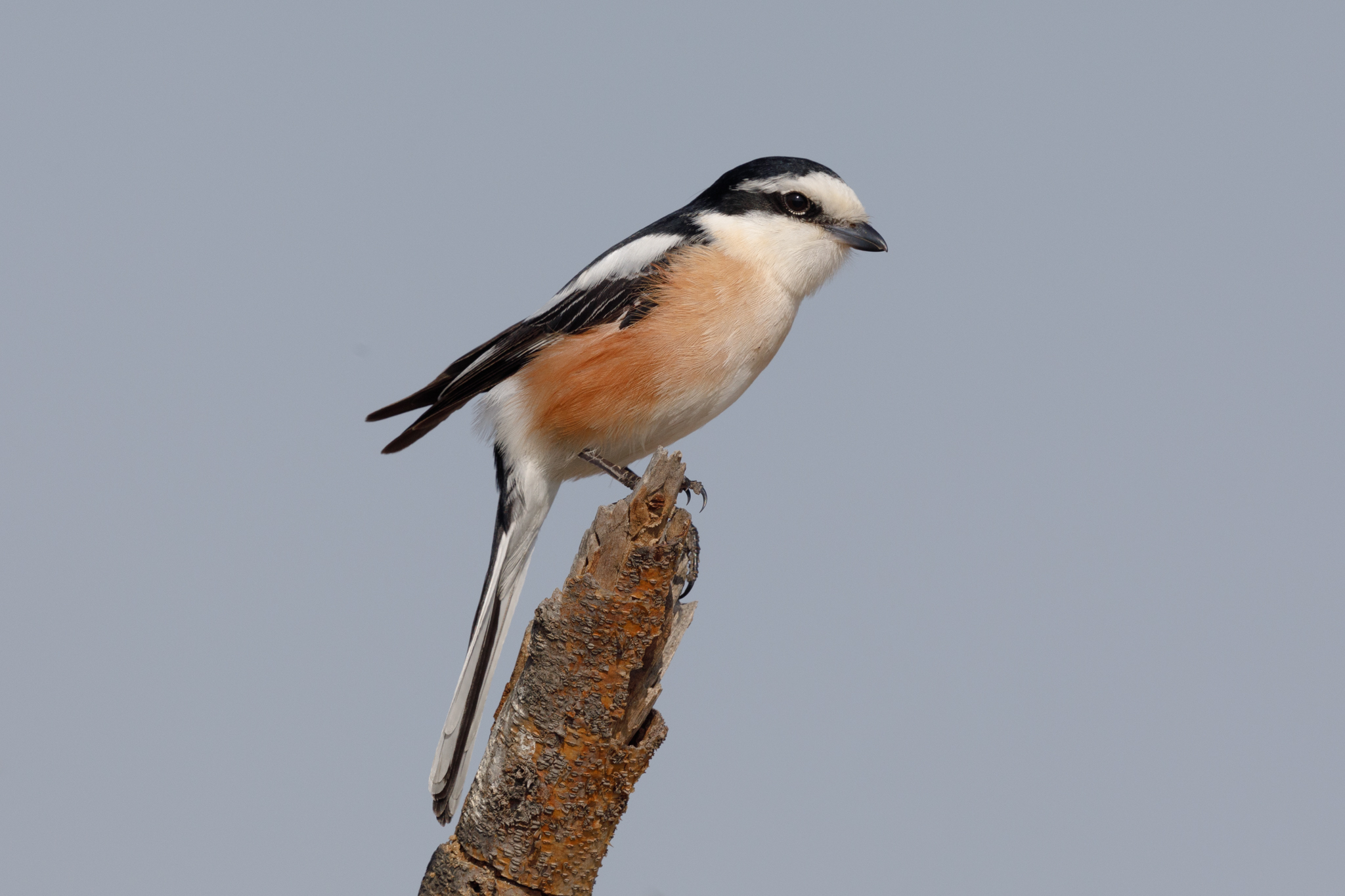 ILoveQatar.net | Nature-related things you can do in Qatar