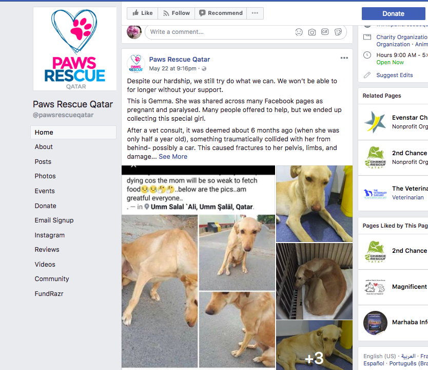 ILoveQatar.net | Paws Rescue Qatar: Standing up for the animals!