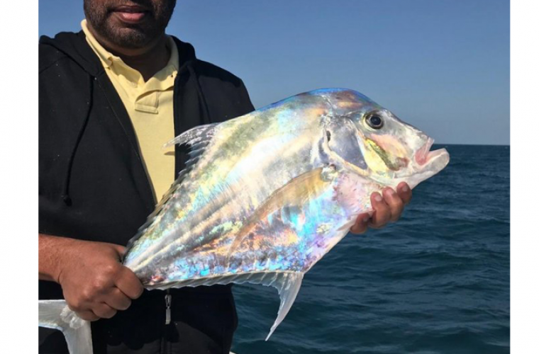 ILoveQatar.net | Mystery fish photo goes viral on Qatar social media ...