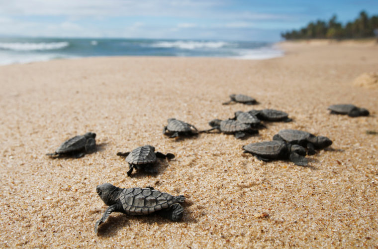 ILoveQatar.net | Hawksbill turtles in Qatar: Hatching locations ...