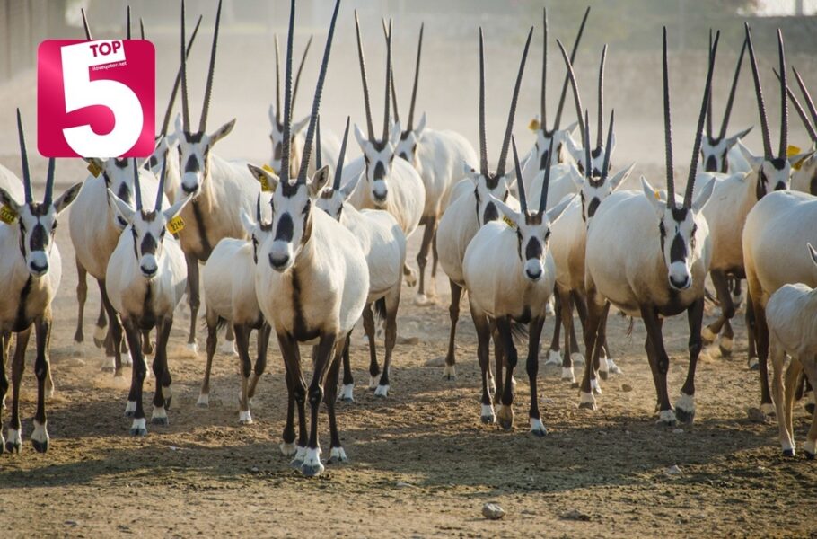ILoveQatar.net | Top 5 wildlife photography spots in Qatar!