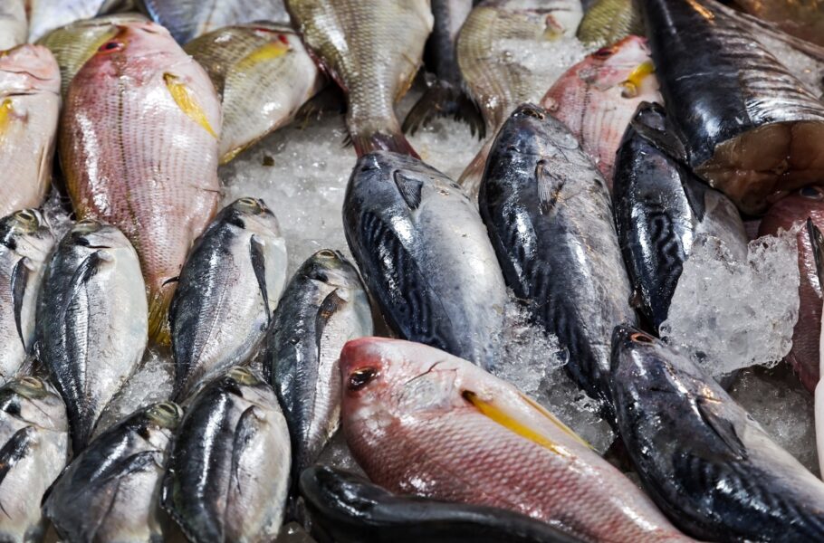 ILoveQatar.net | A new fish market set to open its doors at Al Khor
