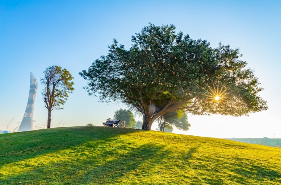 ILoveQatar.net | Al Baladiya set to plant 1 million trees in Qatar