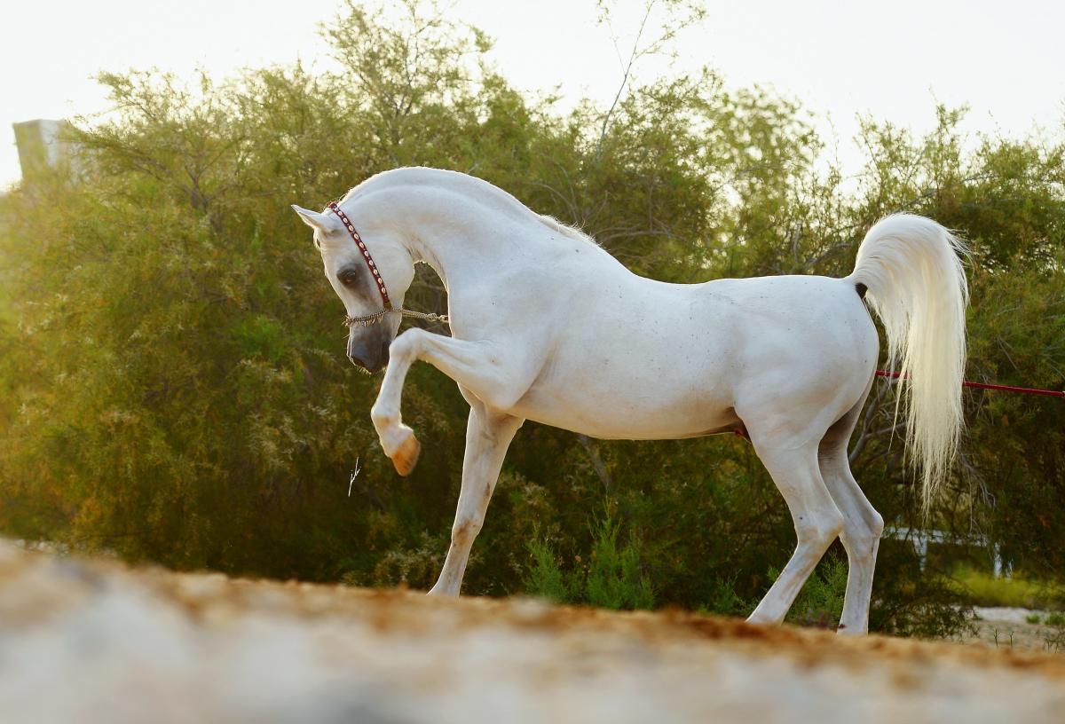 ILoveQatar.net | A glance at Qatar's rich culture and heritage