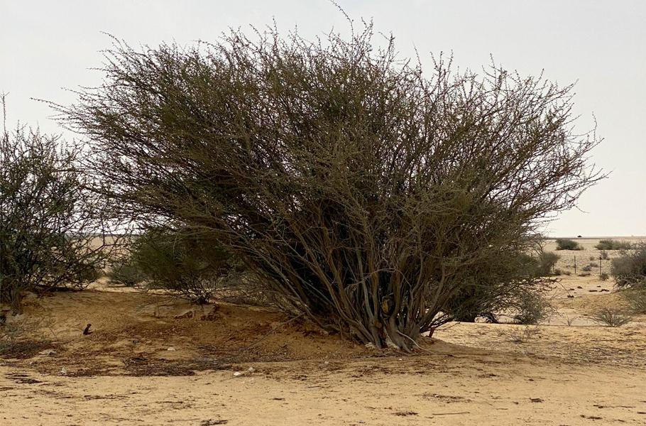 ILoveQatar.net | Qatar Environment Day 2021 activities