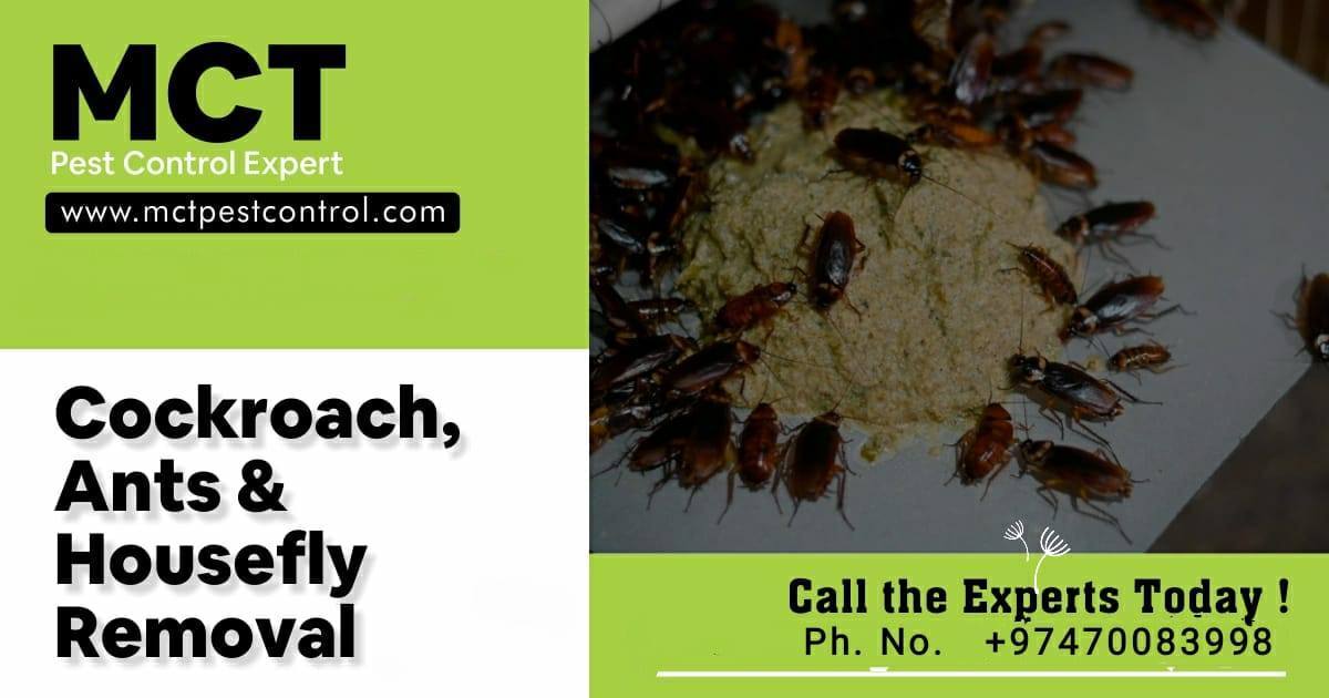 ILoveQatar.net | Companies offering pest control services in Qatar
