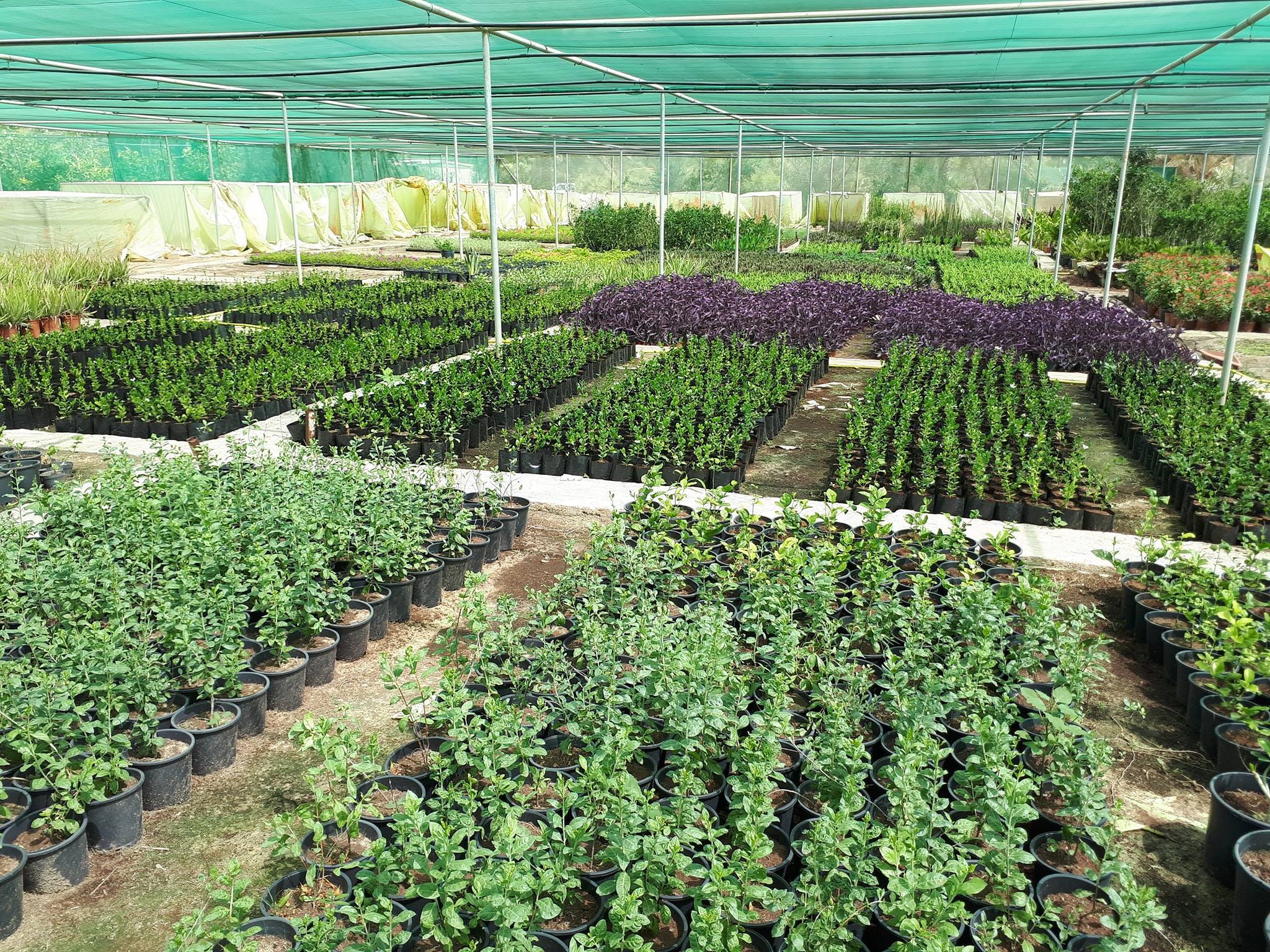 ILoveQatar.net | Explore Abu Hamour's plant nursery district, a hidden ...