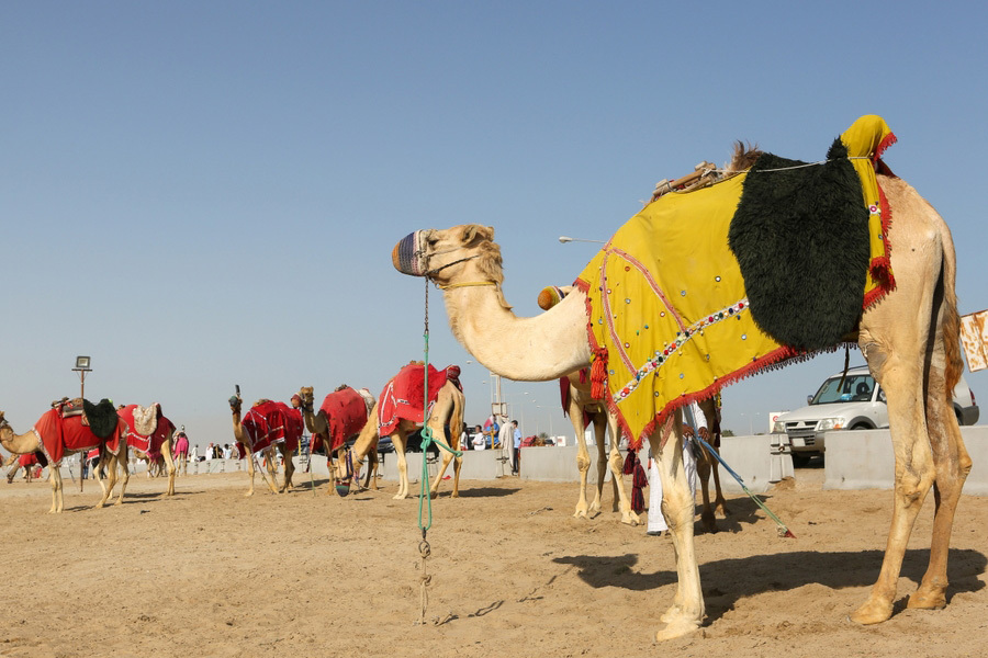 ILoveQatar.net | Where to find camel rides in Qatar